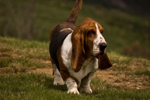 Big basset adventures – you’ve got to love them! – Domestic Executive